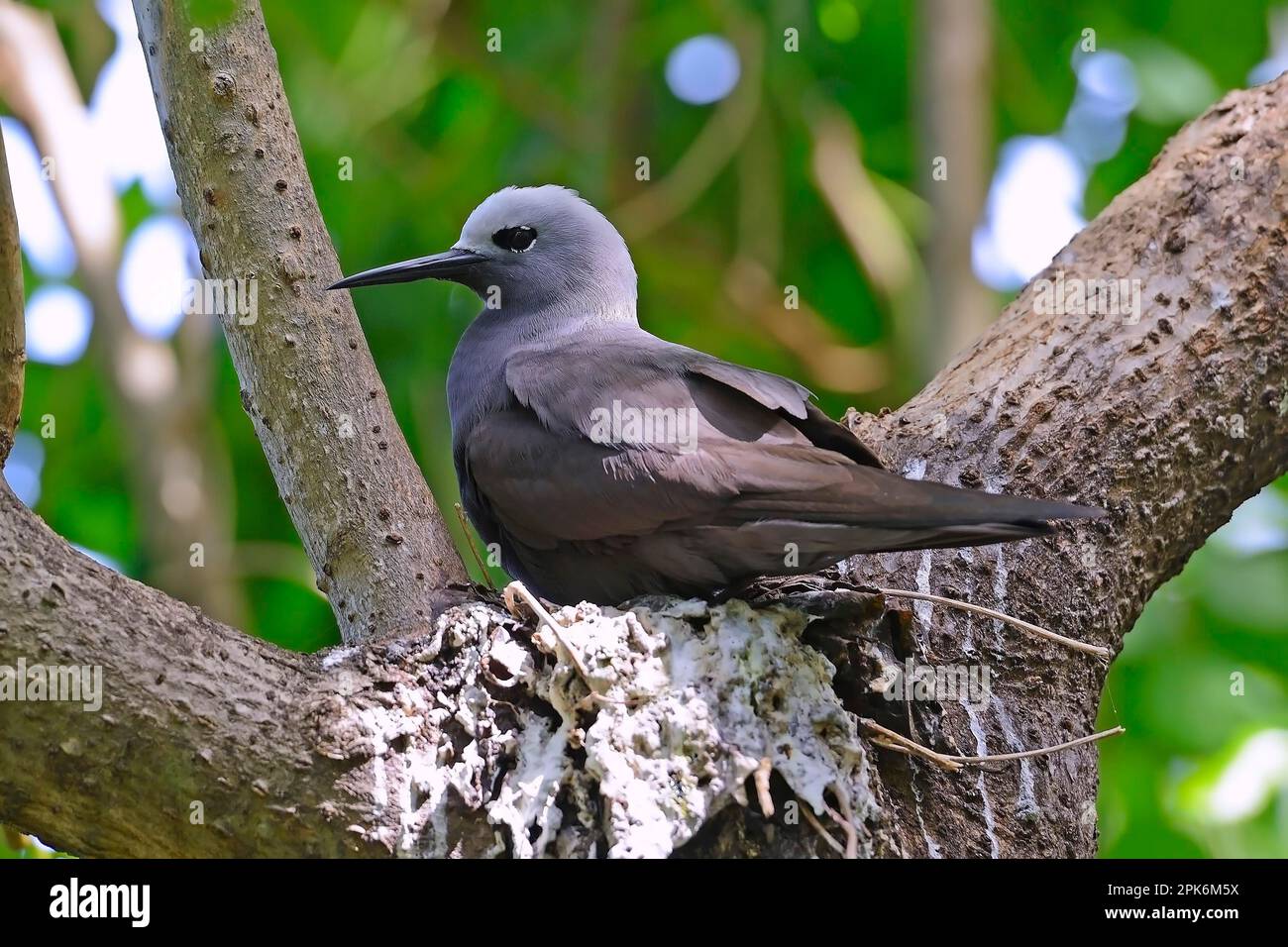 Lesser noddy (Anous tenuirostris), sitting on nest, Cousin Island ...