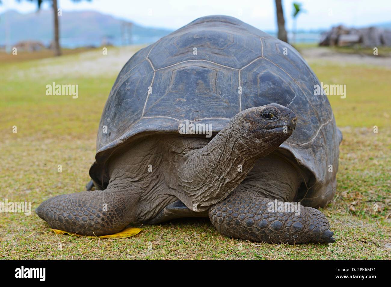 Aldabra giant tortoises (Geochelone gigantea), endemic, Curieuse Island ...
