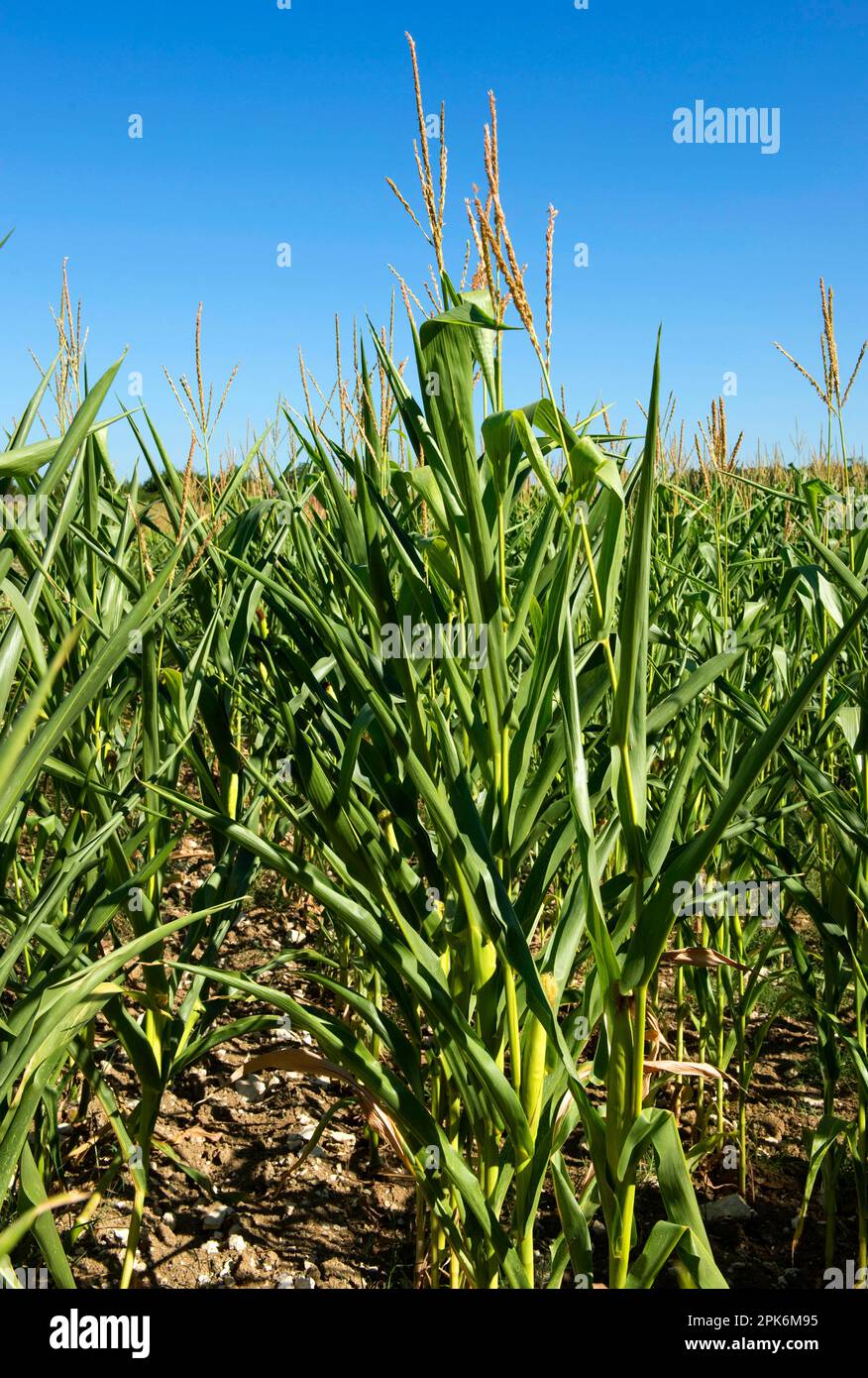 Corn plants with curled and wilted leaves on a hot summer day in the ...