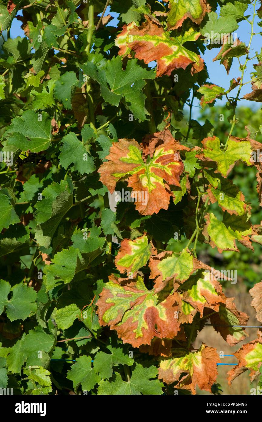 Symptoms of magnesium deficiency on vines in fruit in the Gironde ...