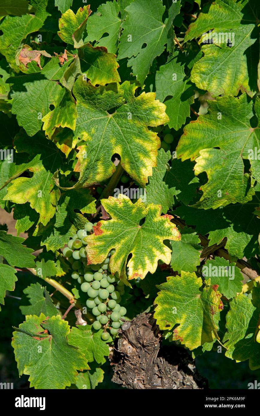Symptoms of magnesium deficiency on vines in fruit in the Gironde ...