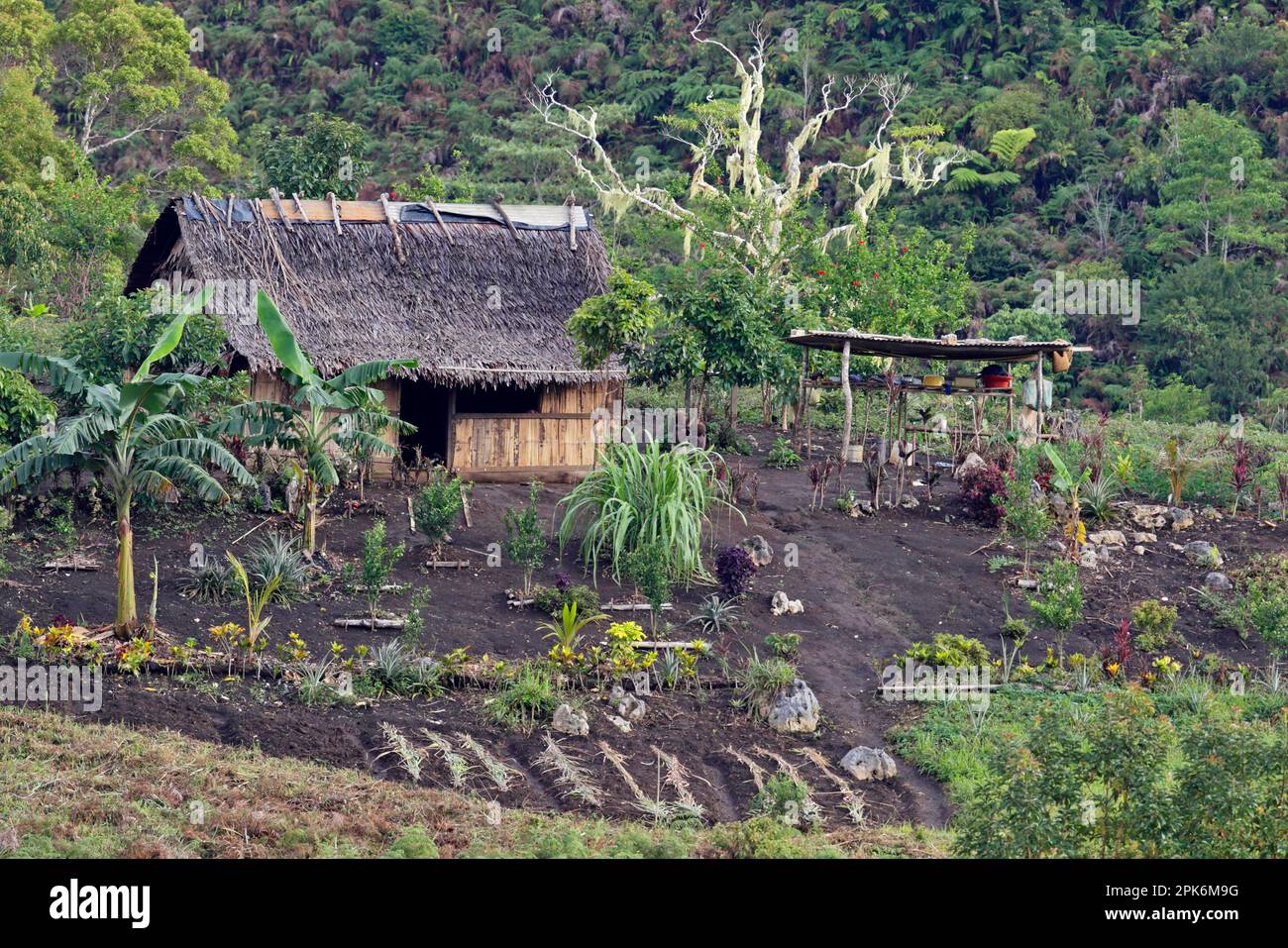 Subsistence farmhouse and garden, Lelet Plateau, New Ireland, Bismarck ...
