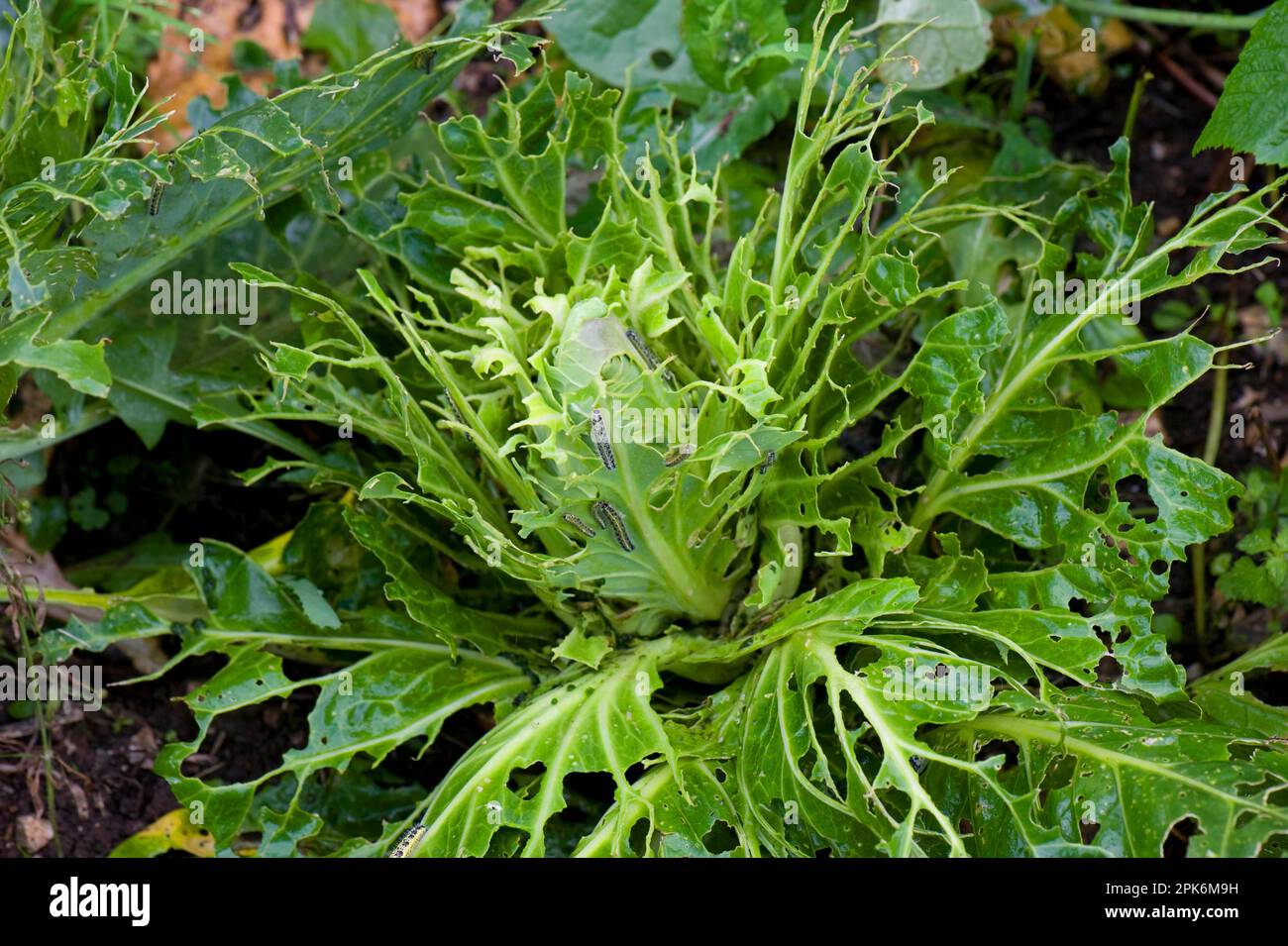 Large white cabbage butterfly (Pieris brassicae), caterpillars damaging ...