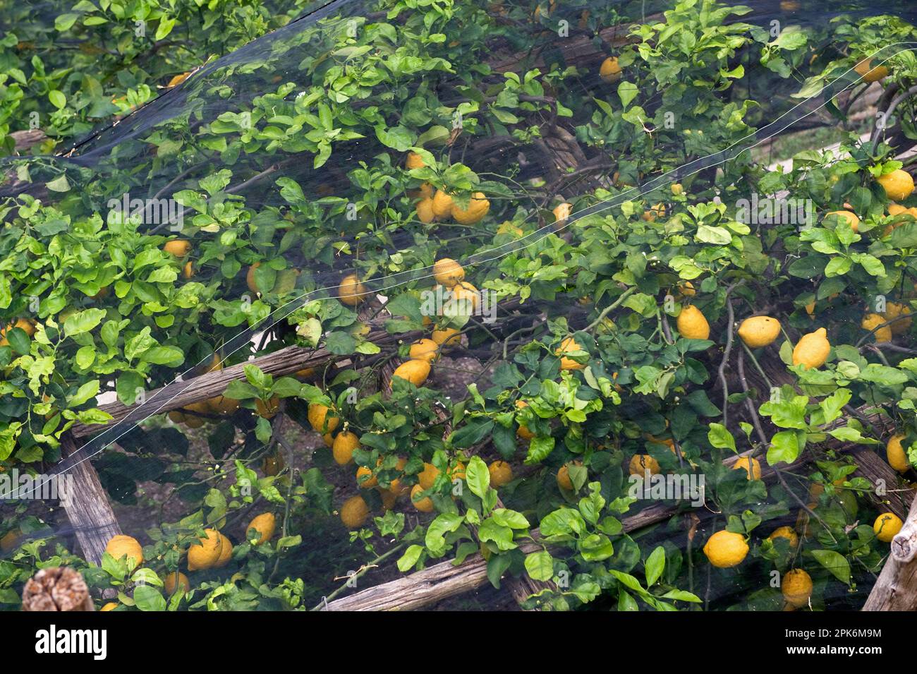 Lemon trees with fruit under shade nets to prevent sunburn, Bay of ...