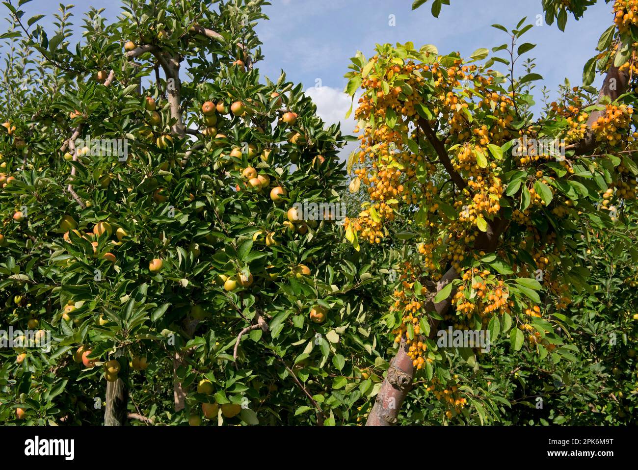 Crab apple pollinator in the fruit at the end of heavily fruiting, ripe ...