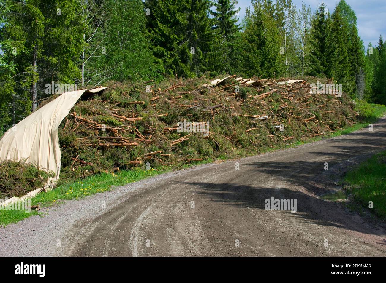 Biomass crop, felled conifer trees used as bio-energy, Sweden Stock ...