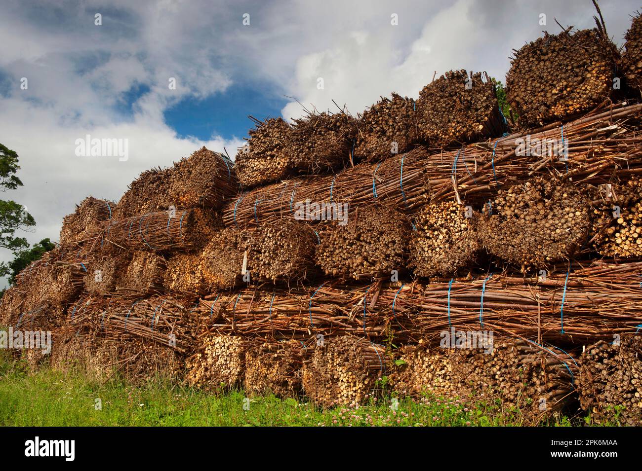 Biomass harvest, stack of willow bundles after harvesting for biofuel ...