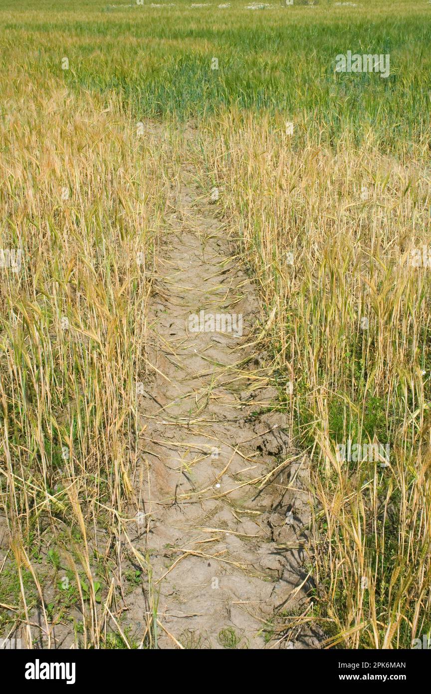 Cultivation of barley (Hordeum vulgare), ripe plants with tractor ...