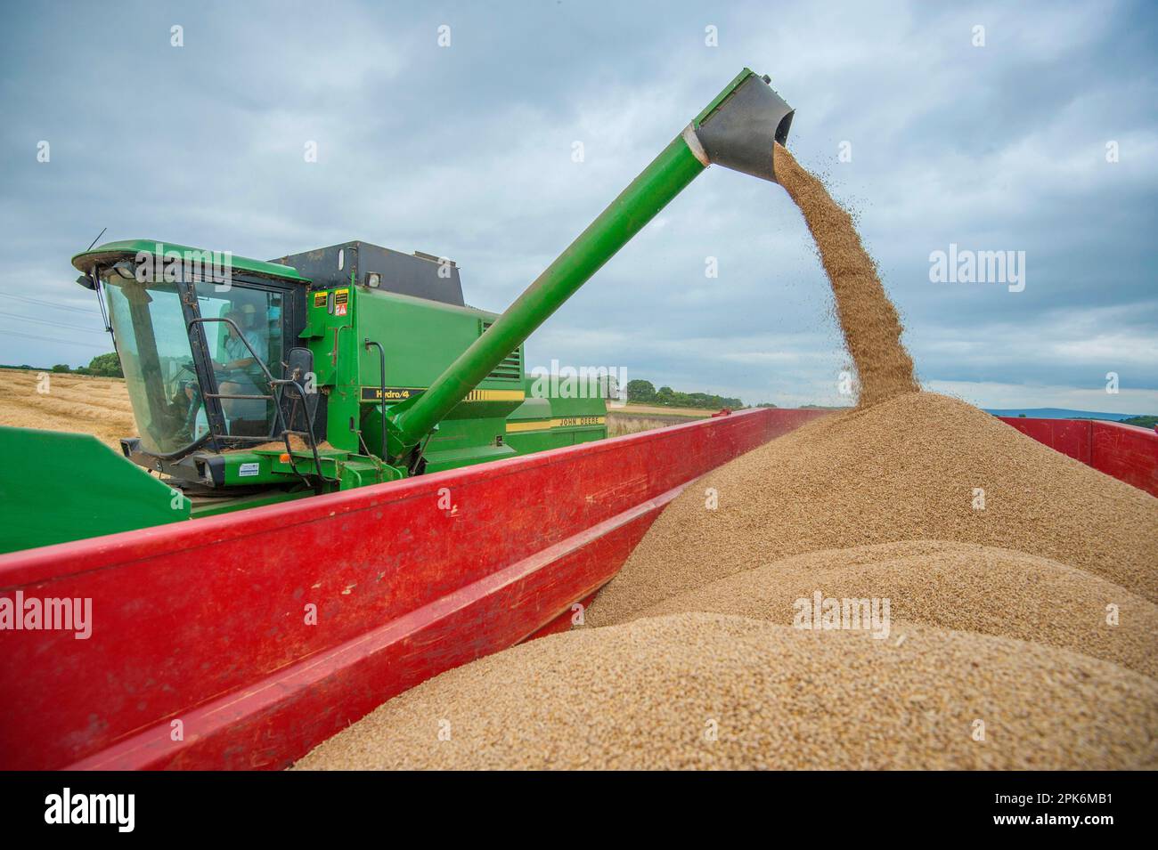 Barley (Hordeum vulgare) crop, John Deere combine harvester unloading ...