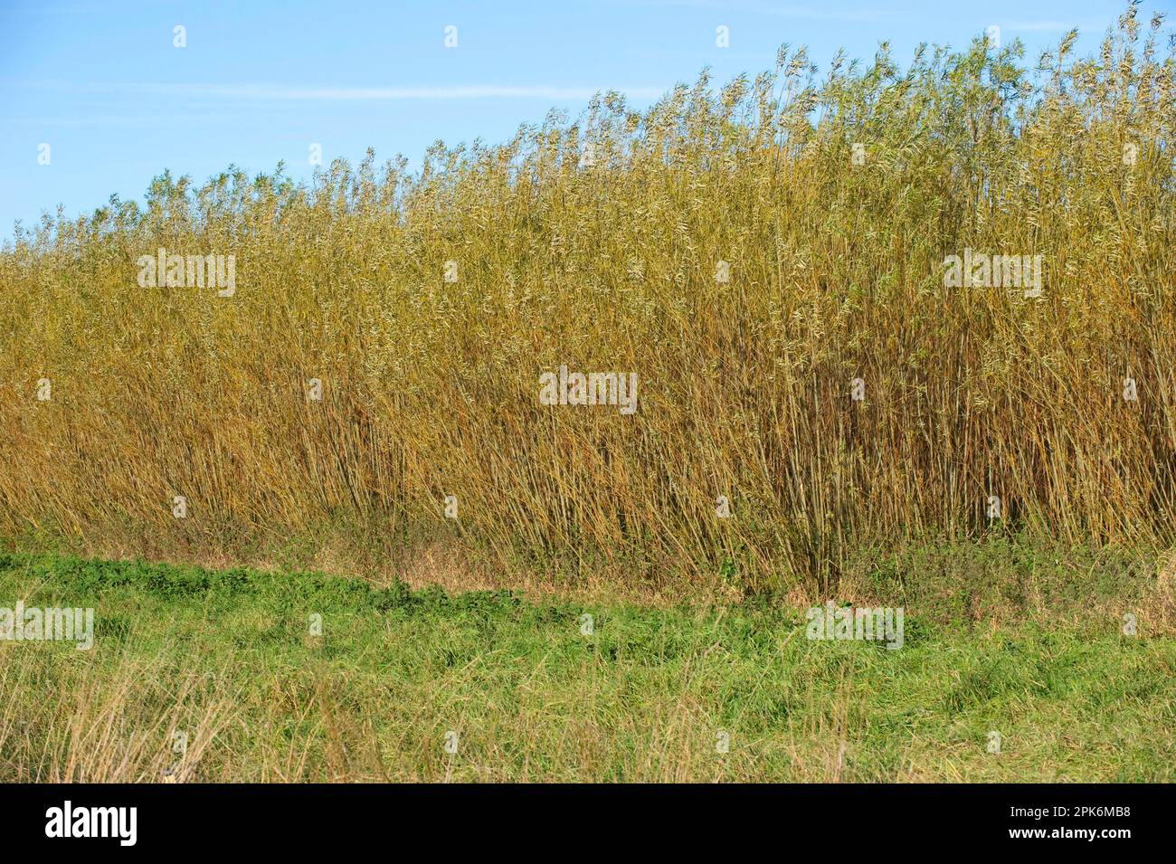 Biomass crop, Willow (Salix sp.) coppice, Sweden Stock Photo - Alamy