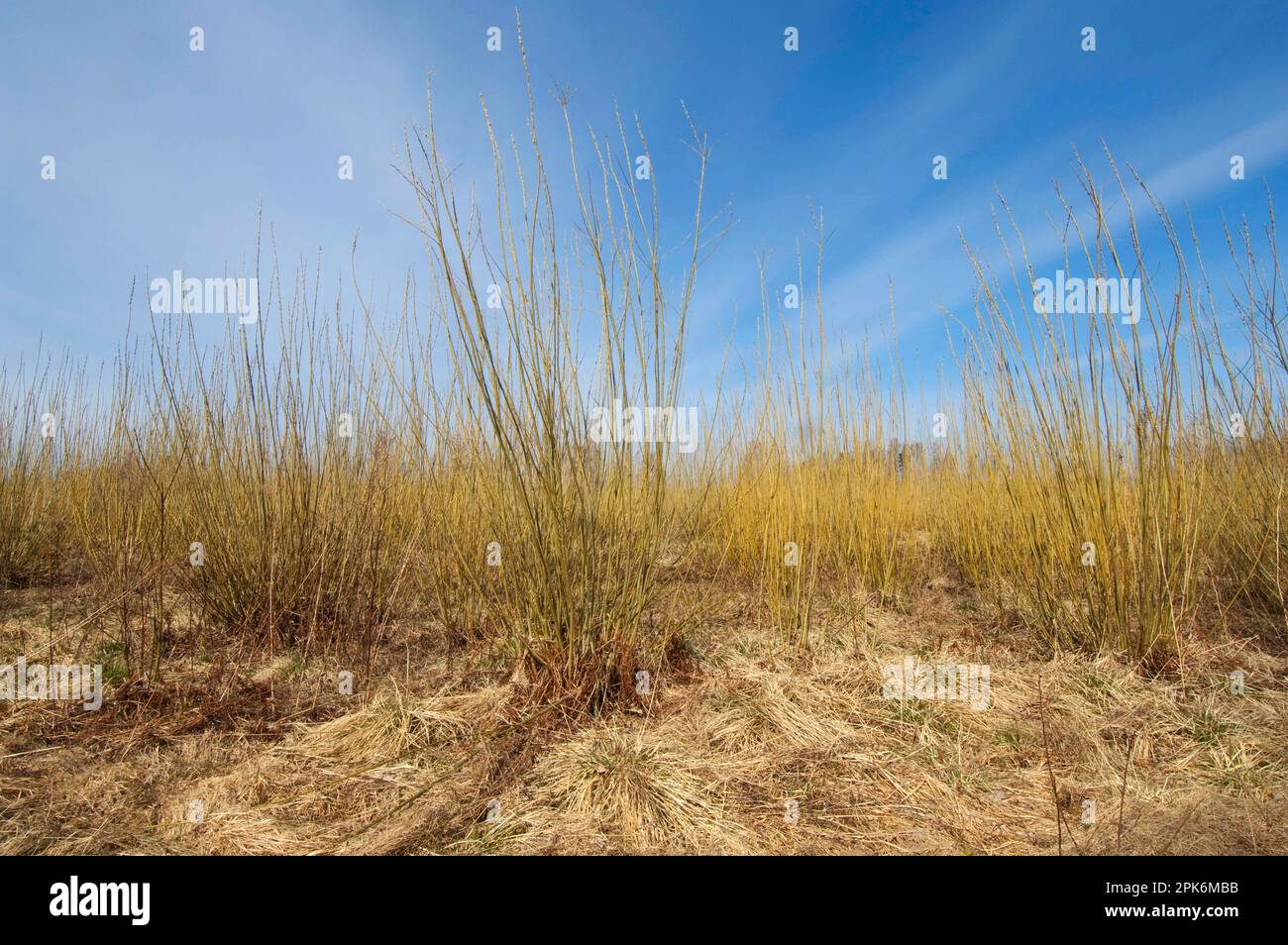 Biomass cultivation, willow (Salix sp.) coppice, Vastergotland, Sweden ...