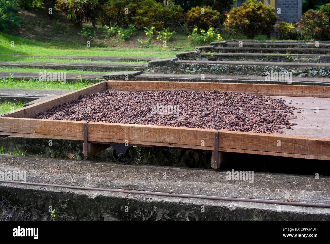 Cocoa tree (Theobroma cacao), fermented beans that dry naturally on the ...
