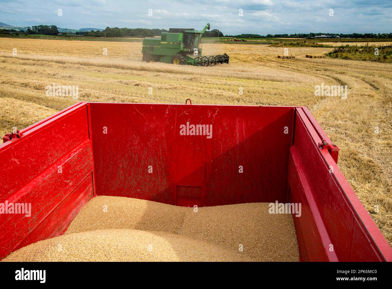 Barley (Hordeum vulgare) crop, harvested grain in trailer, with John ...