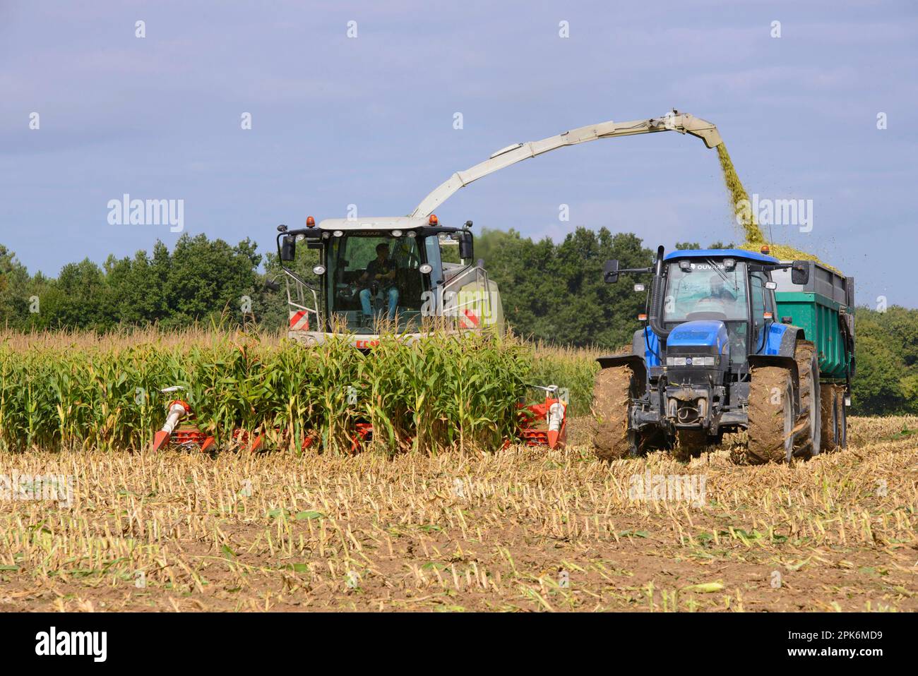 Maize (Zea mays) crop, Claas forage harvester harvesting field, loading ...