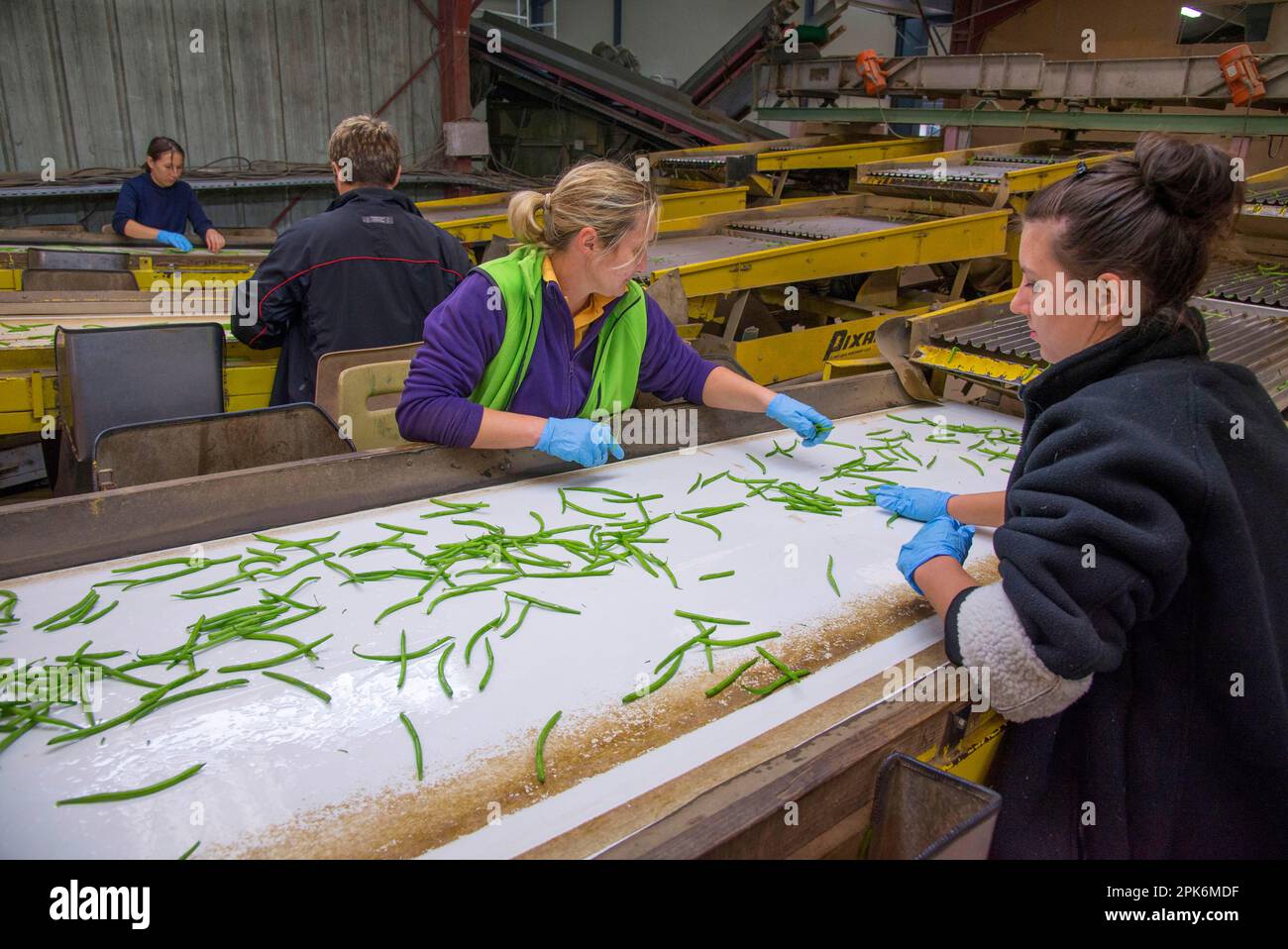 French Bean (Phaseolus vulgaris) crop, workers grading and packing ...