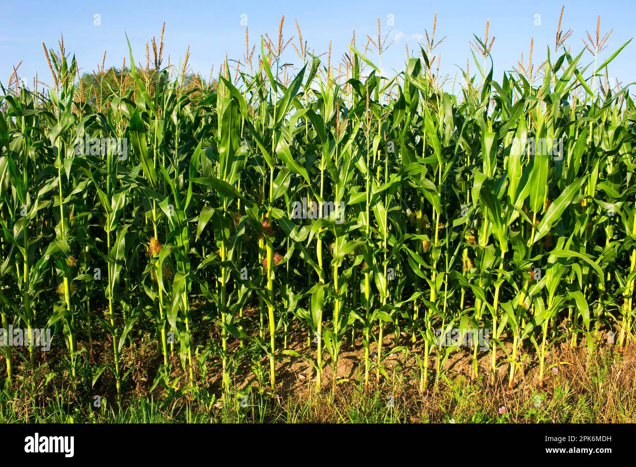 Maize (Zea mays) crop, flowering in field, Narke, Svealand, Sweden ...