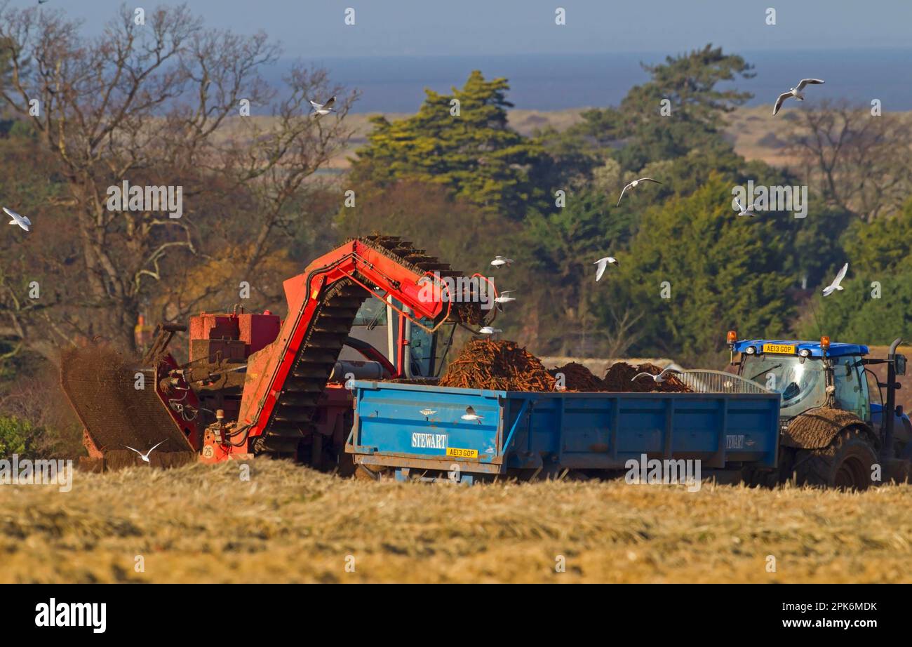 Carrot (Daucus carota) crop, harvester loading roots onto tractor and ...
