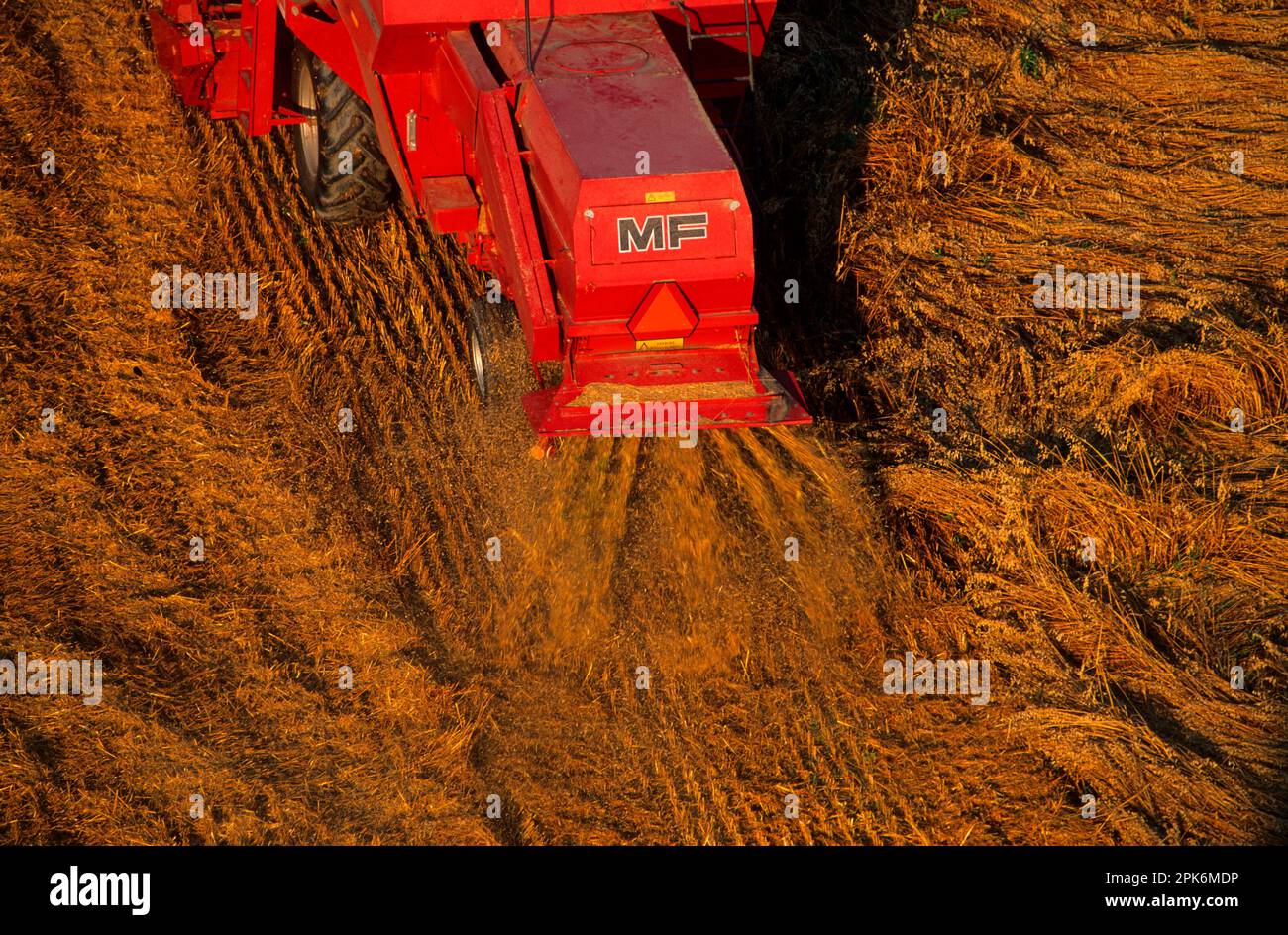 Common oat (Avena sativa), Massey Ferguson combine, unloading straw ...