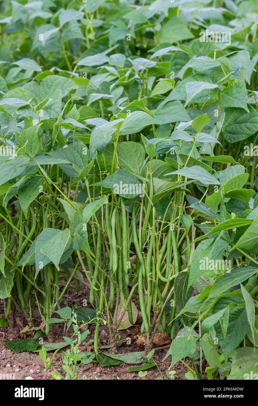 Val bean hi-res stock photography and images - Alamy