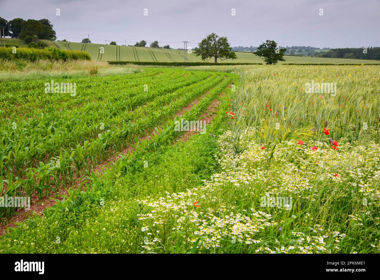 Maize (Zea mays) crop, growing in field margin at edge of Barley ...