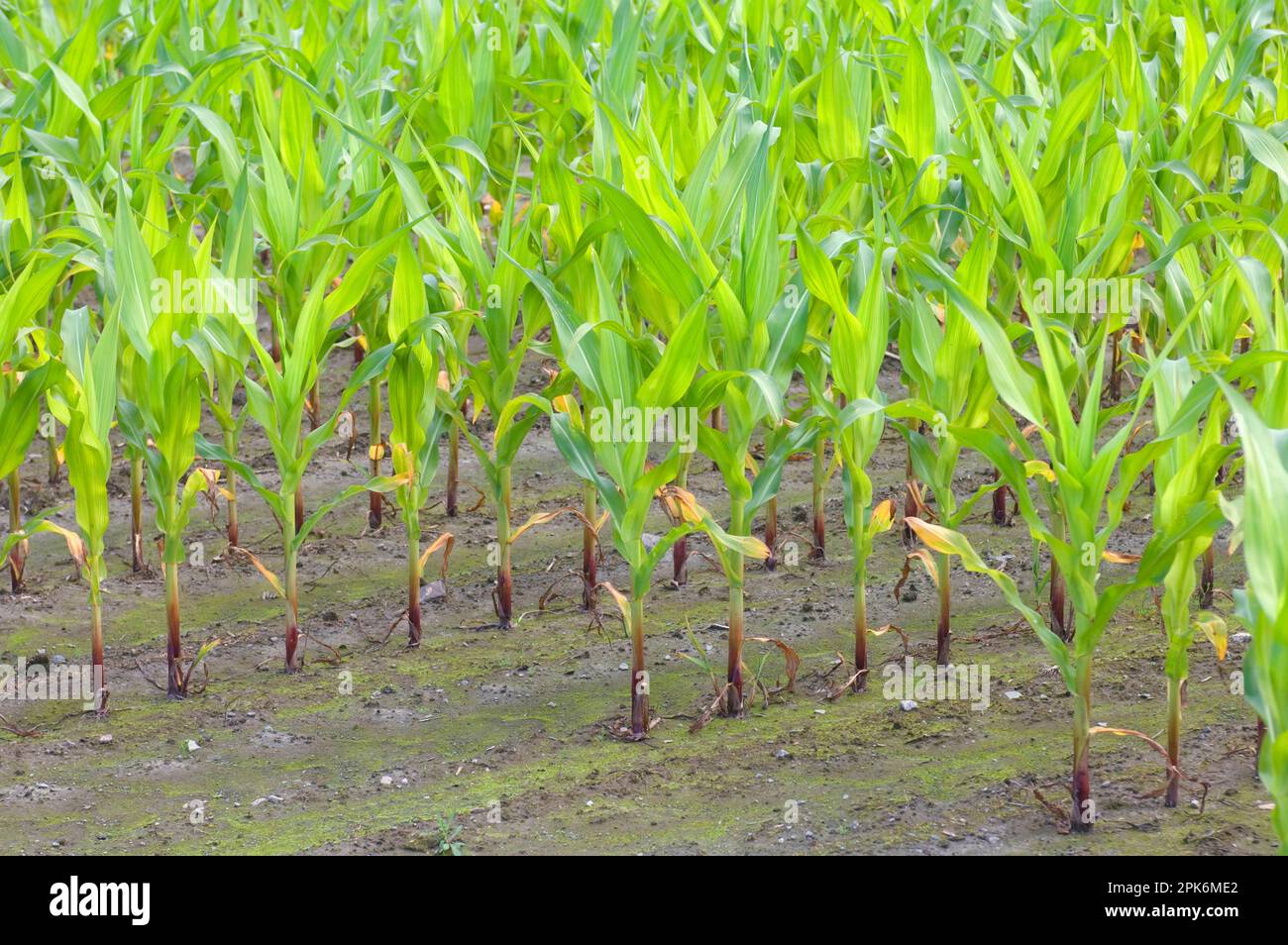 Corn (Zea mays), young plants growing in rows, Sweden Stock Photo - Alamy