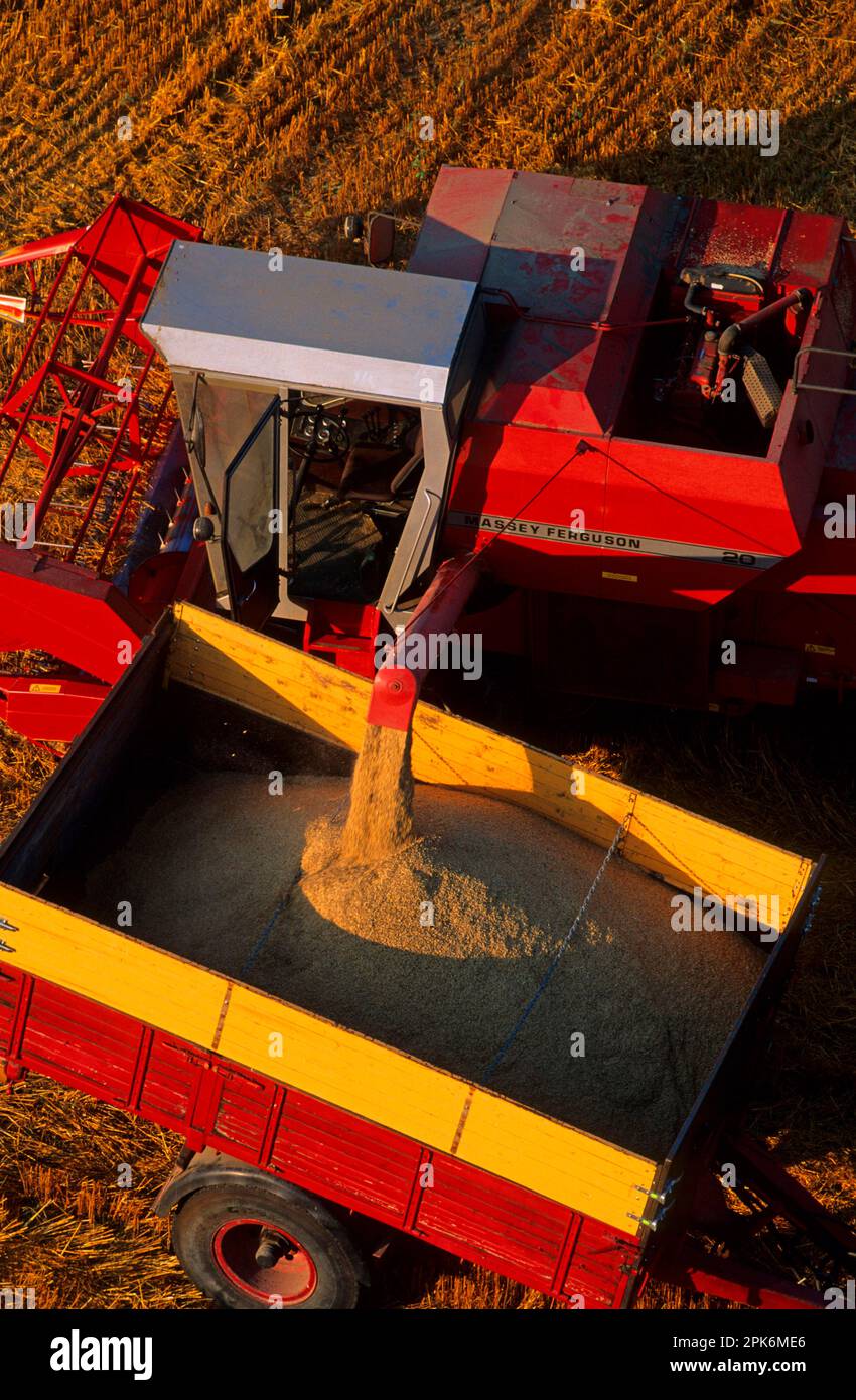 Common oat (Avena sativa), Massey Ferguson combine, unloading grain ...