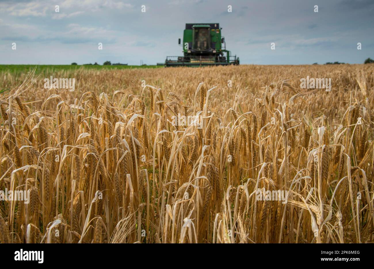 Barley (Hordeum vulgare) crop, ripe seedheads in field, with John Deere ...