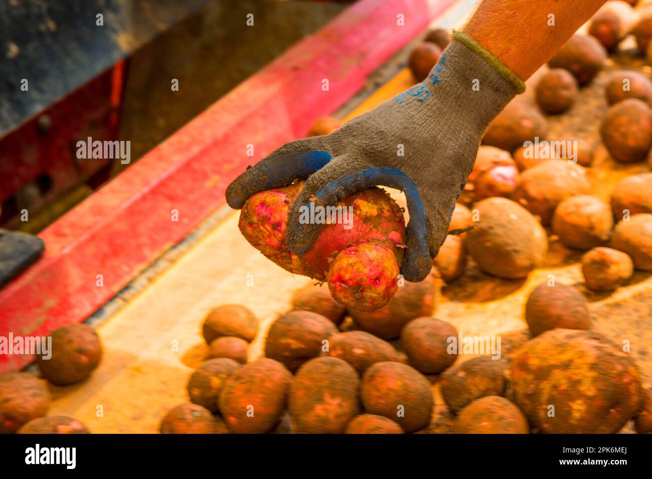Potato (Solanum tuberosum) crop, harvested tubers used for potato ...