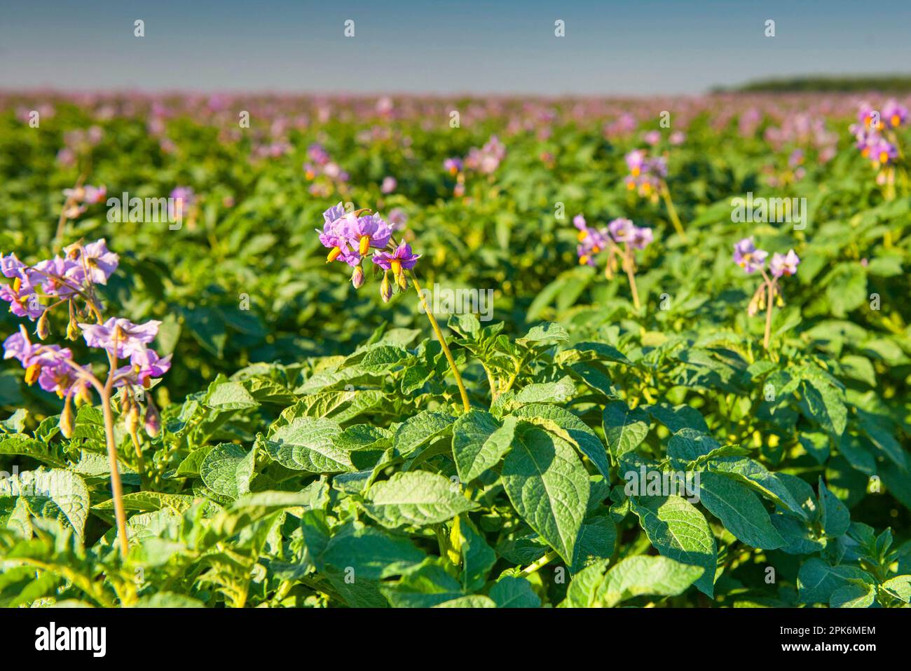 Potato (Solanum tuberosum) 'Lady Rosetta' crop, flowering in commercial ...