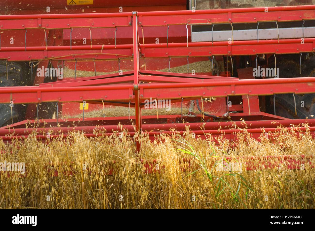 Common oat (Avena sativa), harvest field, close-up of combine, Sweden ...