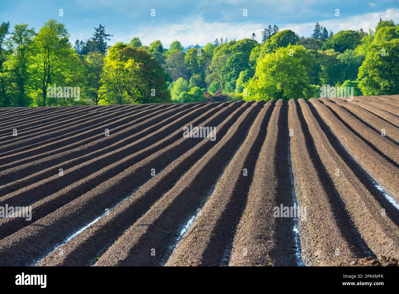 Potato (Solanum tuberosum) crop, ridges and furrows in field, Cargill ...