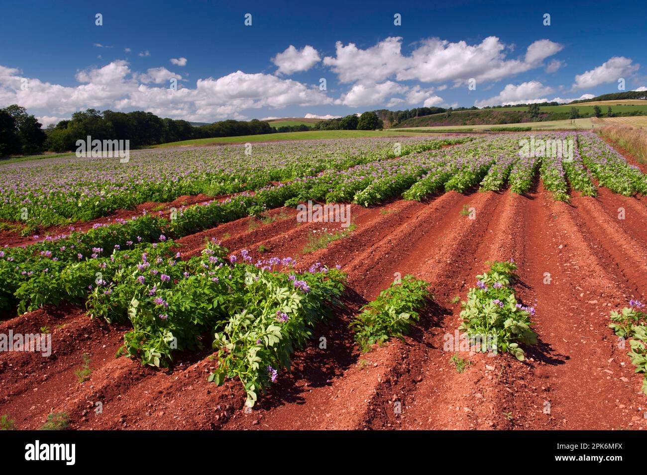 Potato (Solanum tuberosum) patchy crop after poor early season ...