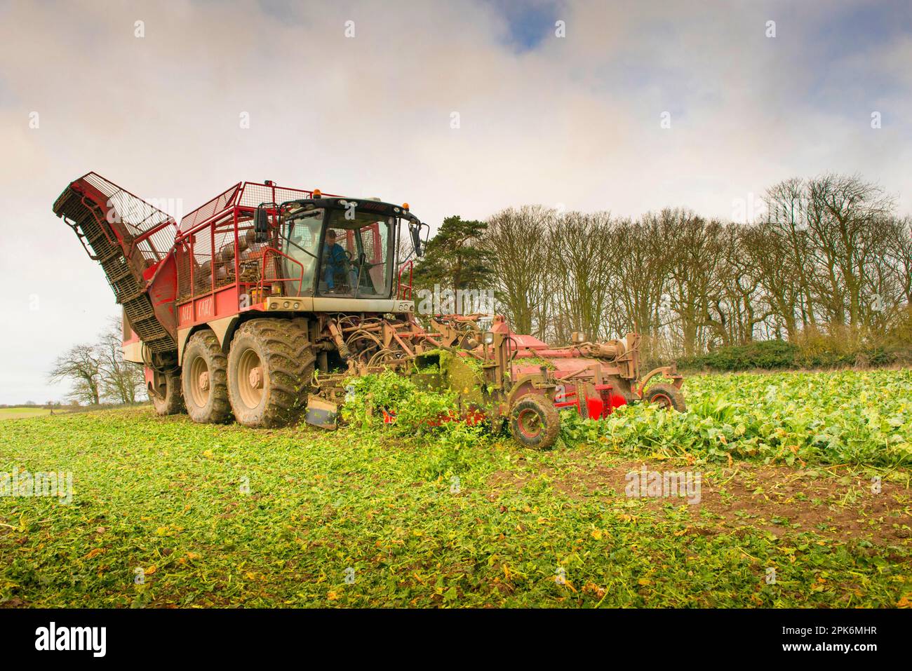Sugar Beet (Beta vulgaris) crop, self-propelled harvester harvesting ...