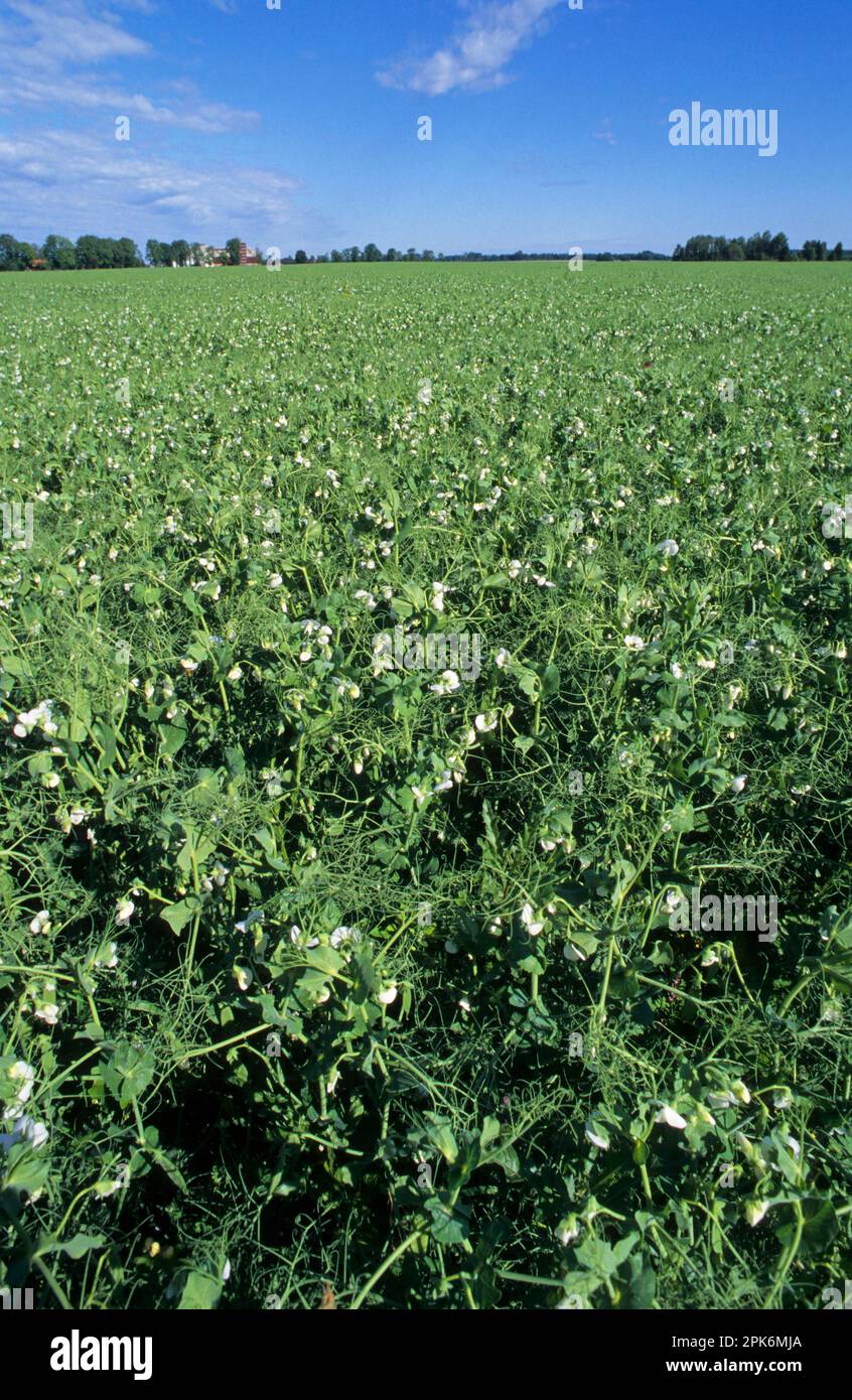 Cultivated pea flower hi-res stock photography and images - Alamy