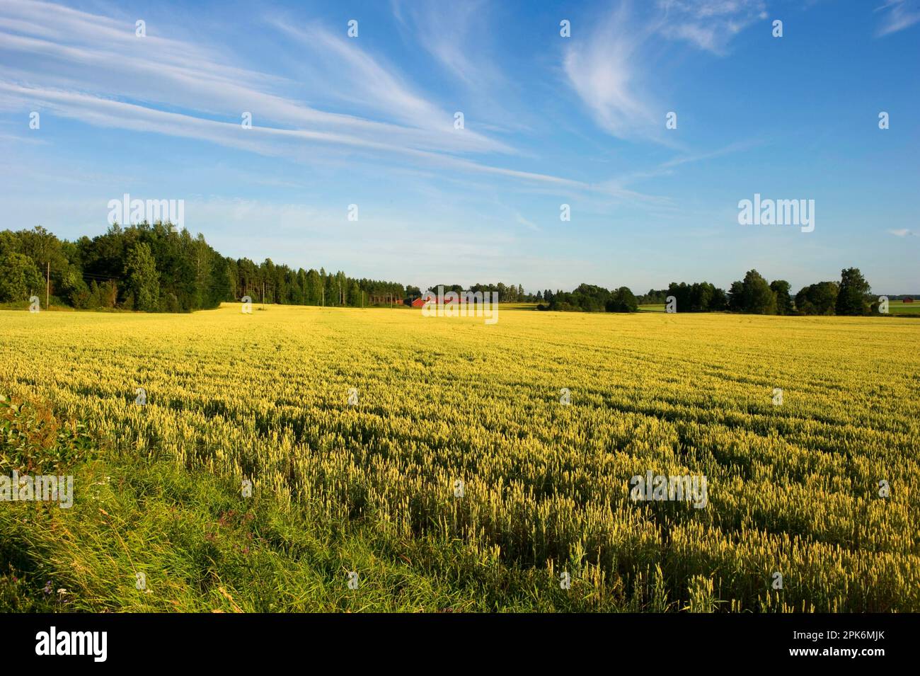 Wheat (Triticum aestivum) ripening crop in field, with farm buildings ...
