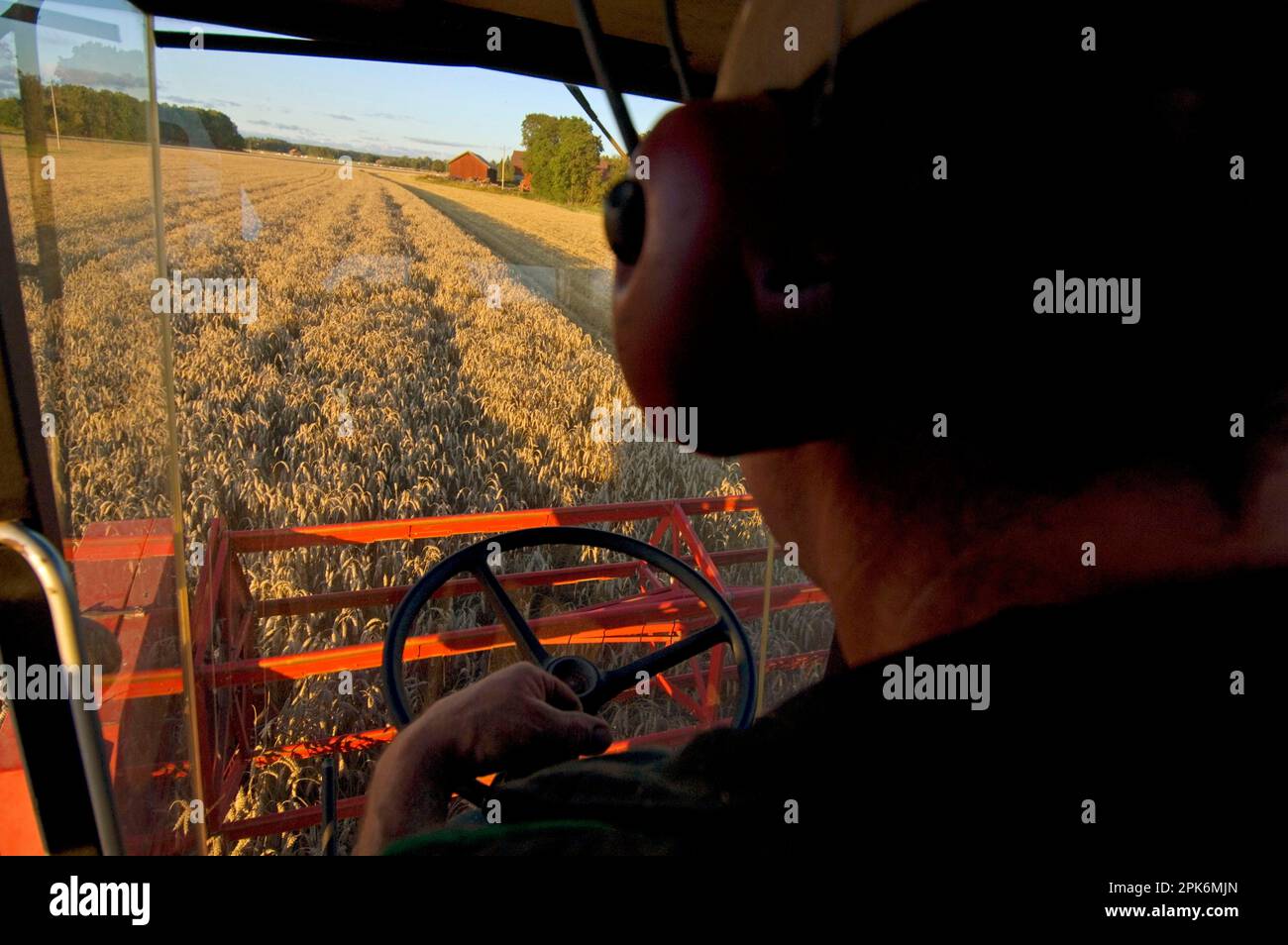 Wheat (Triticum aestivum), Massey Ferguson combine, cab interior ...