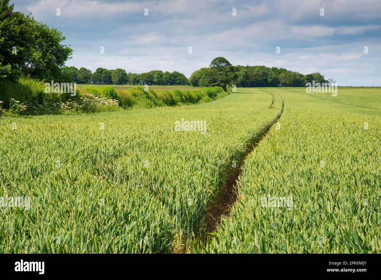 Wheat (Triticum aestivum) crop, unripe seedheads growing in field with ...