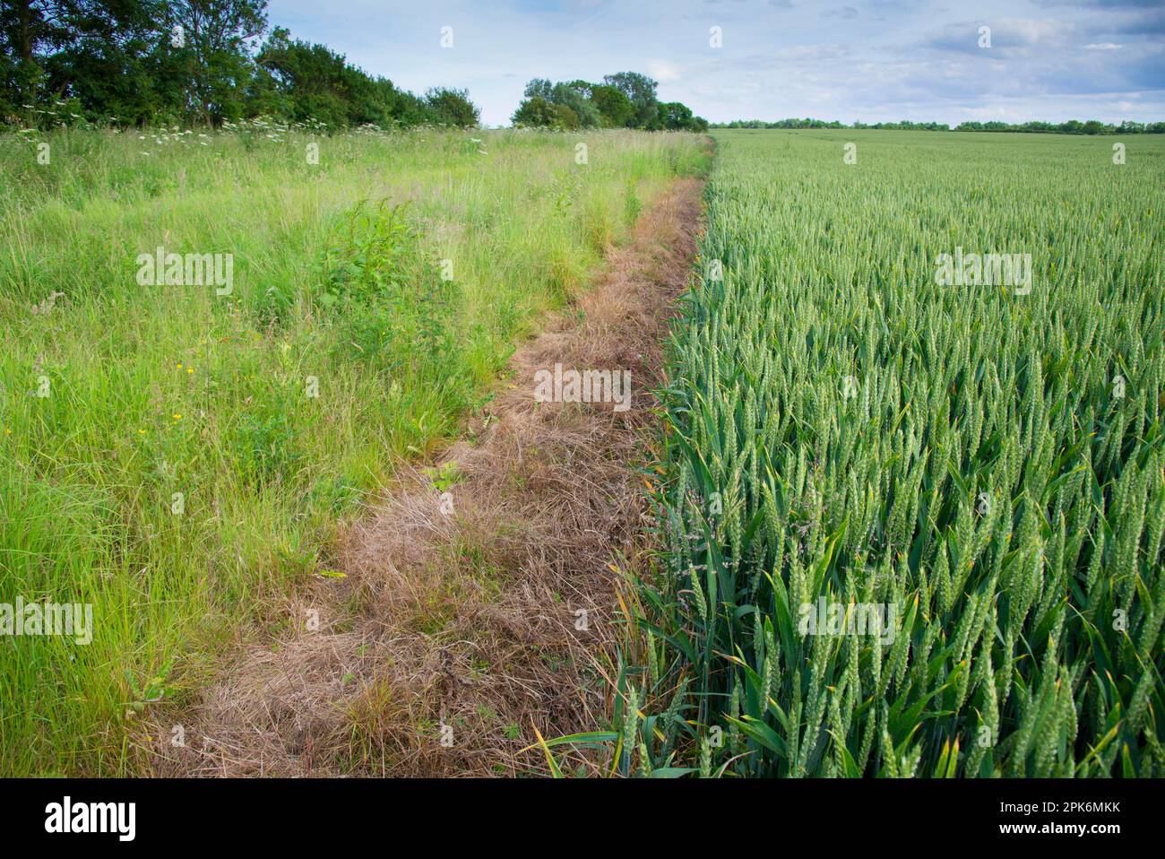 Wheat (Triticum aestivum) crop, unripe seedheads growing in field with ...