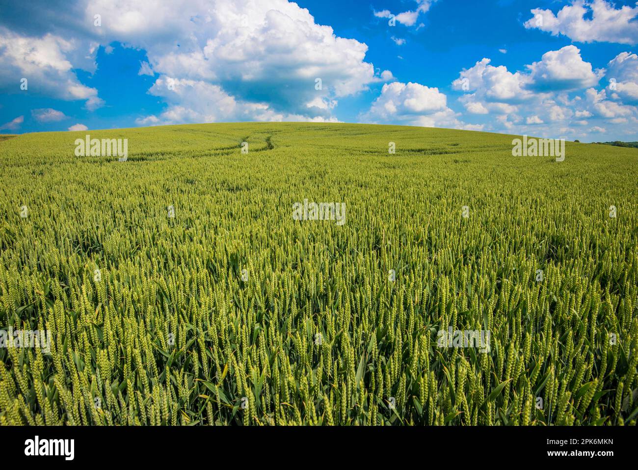 Wheat (Triticum aestivum) crop, unripe seedheads in field, Lincolnshire ...