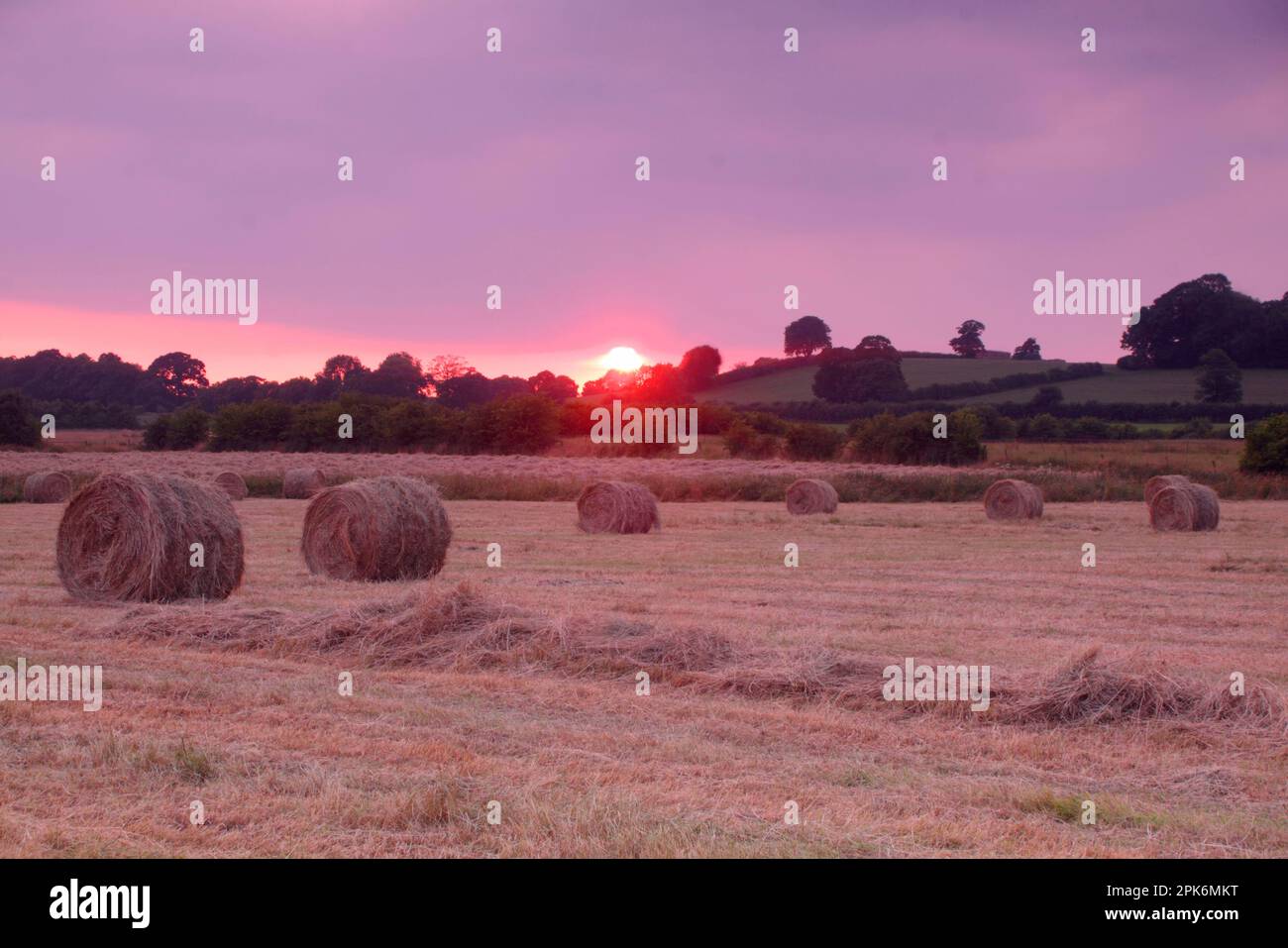 Round hay bales from harvested wild grass fields at sunset, West ...