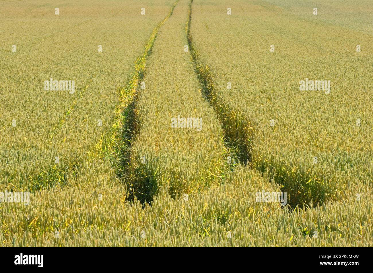 Field tramlines hi-res stock photography and images - Alamy