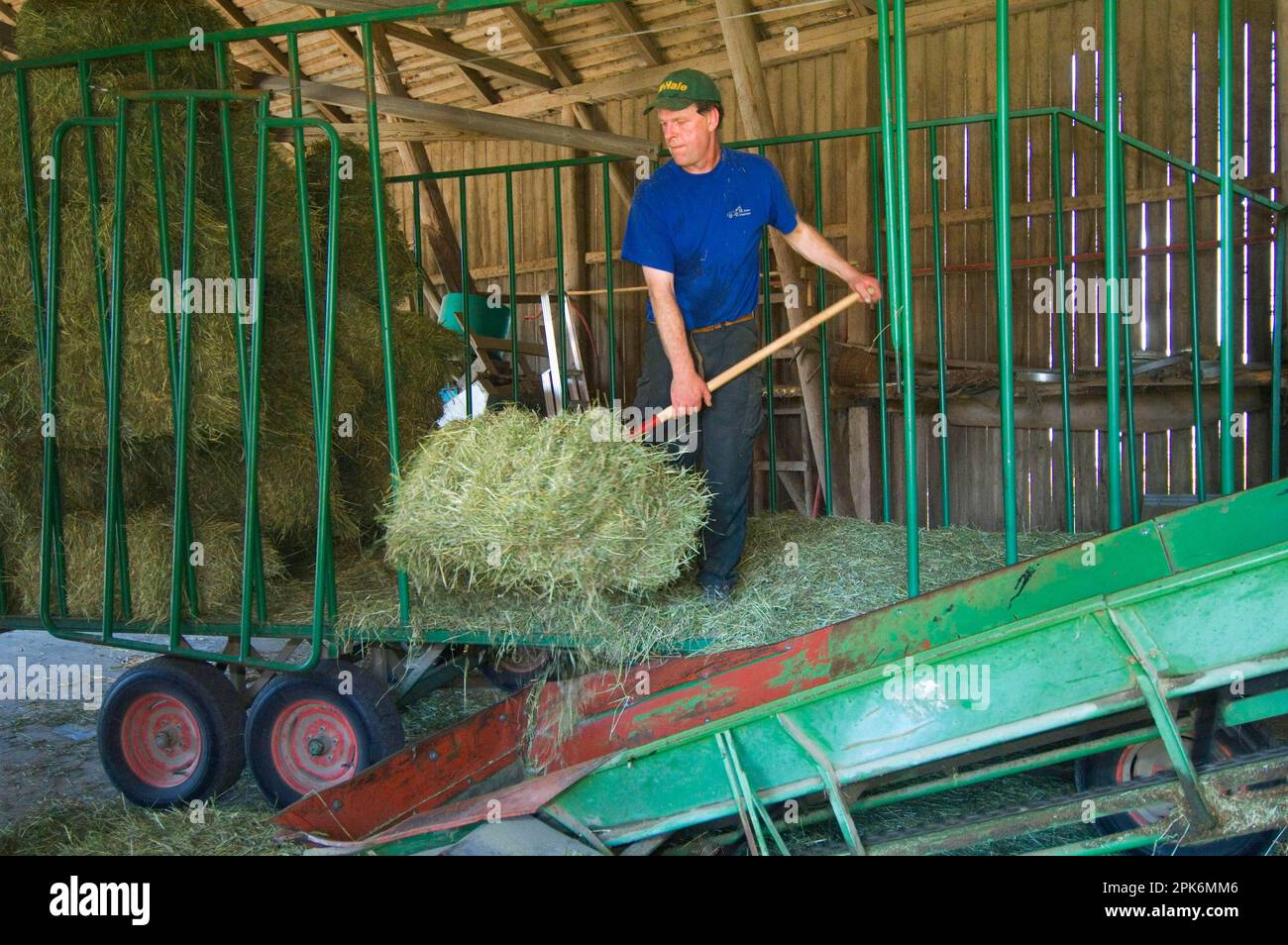 Farmer unloading small bales from wagon onto a lift in the barn, Sweden ...