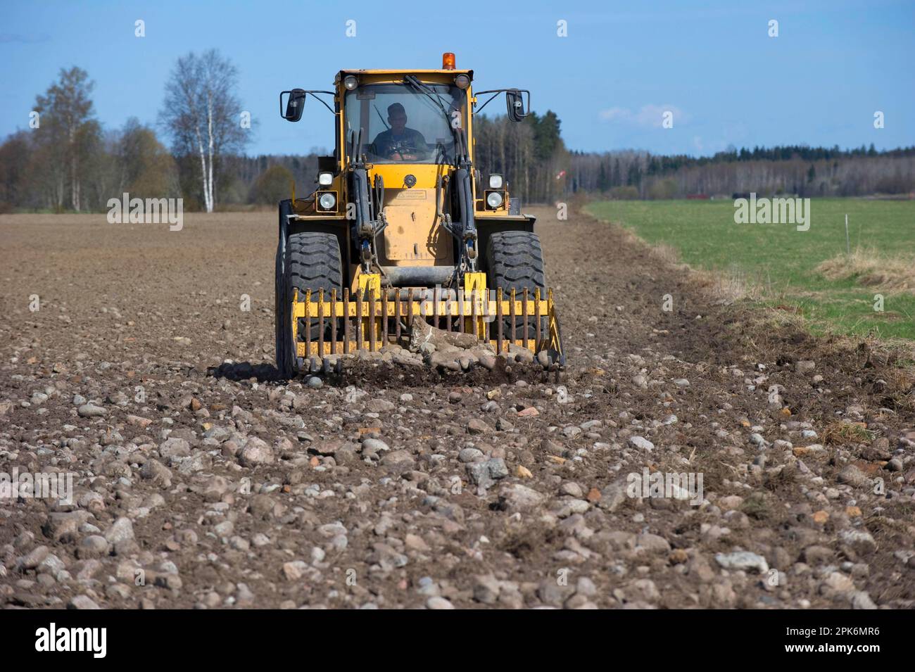 Tractor with front loader forks removing stones from cultivated ...
