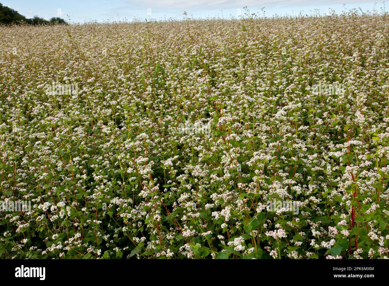 Common buckwheat (Fagopyrum esculentum), flowering in the field, near ...