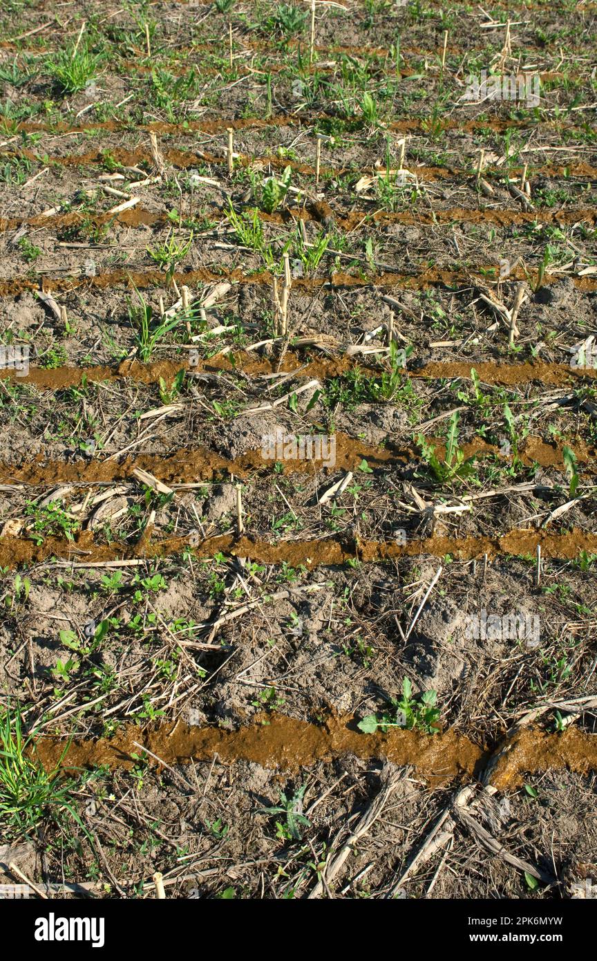 Spreading slurry on stubble field, from slurry tanker and slurry ...