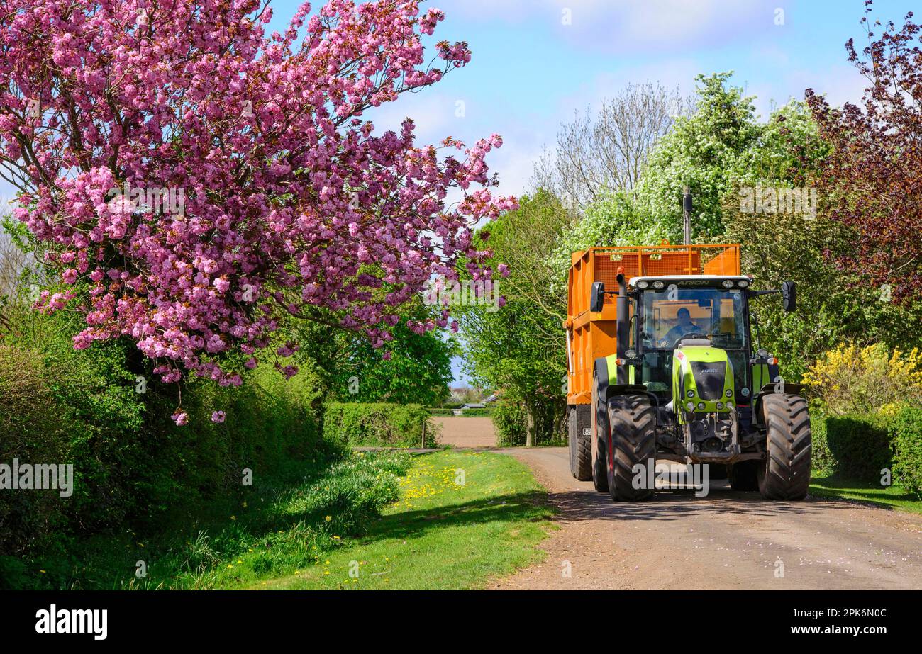 Claas tractor with grass trailer on a country road with flowering tree ...