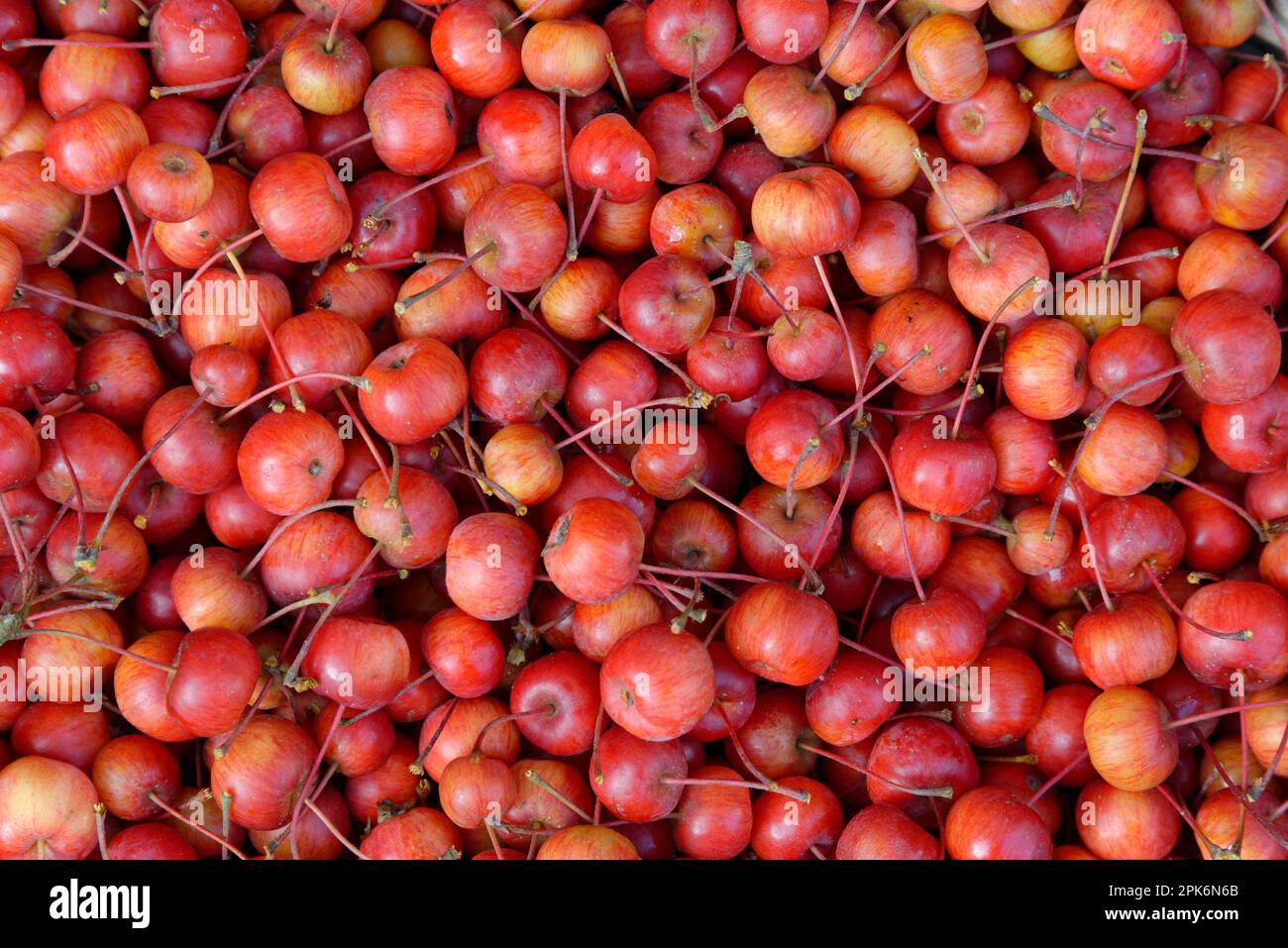 Fruits of the European crab apple (Malus sylvestris Stock Photo - Alamy