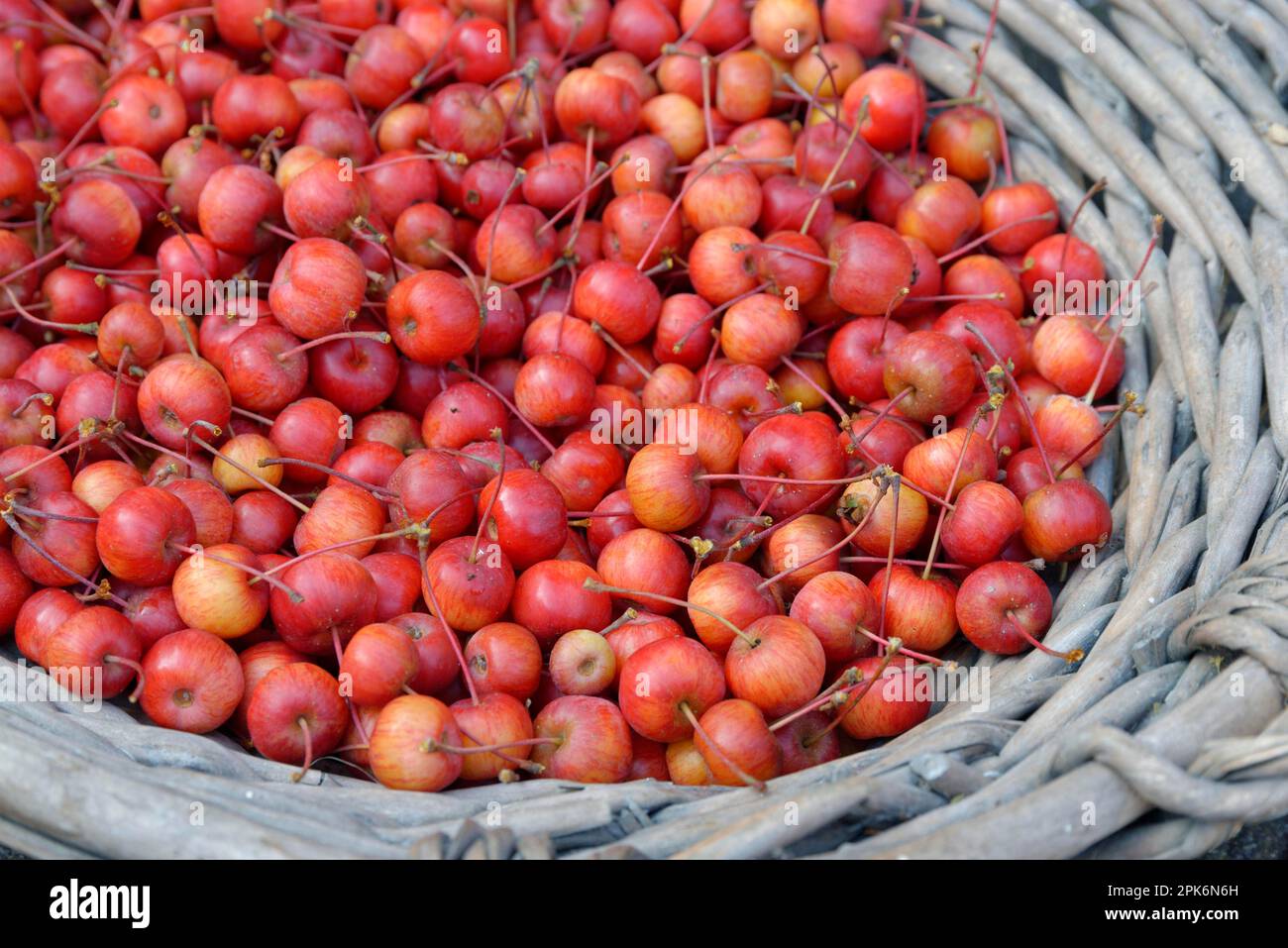 Fruits of the European crab apple (Malus sylvestris) in a willow basket ...