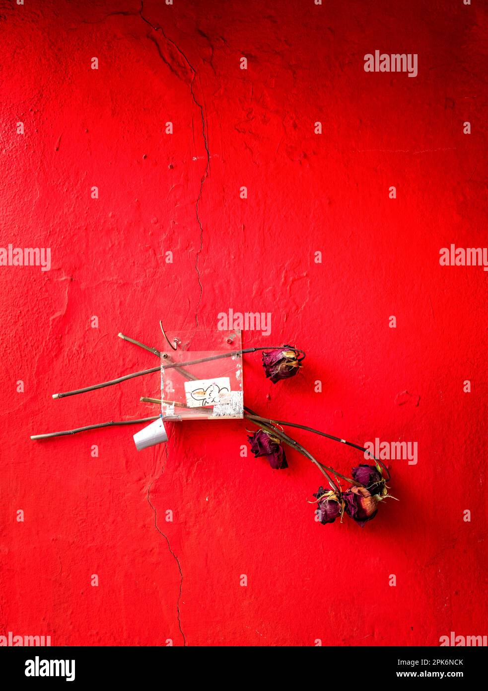 Withered roses in front of a red wall, Berlin, Germany Stock Photo - Alamy