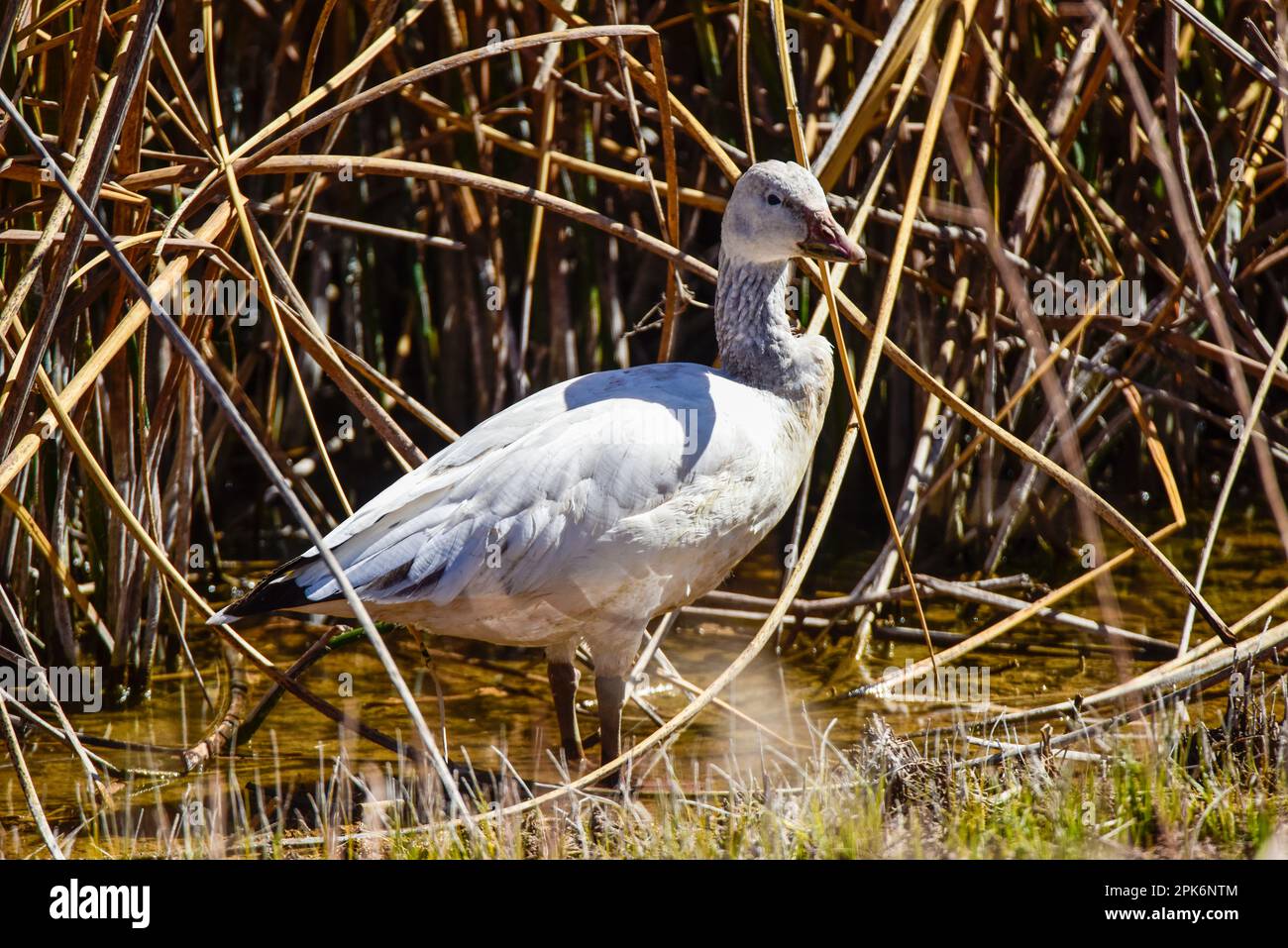 Cattail marsh arizona hi-res stock photography and images - Alamy Cattail marsh arizona hi-res stock photography and images - Alamy